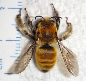Hymenoptera TOP RARITY Rare Bee species Utah ONLY ONE! #H50 Insect ...