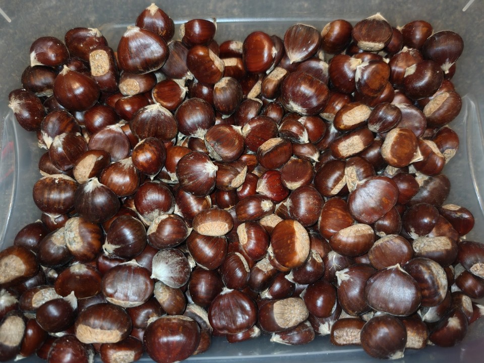 1 KG Fresh Grade A Sweet Chestnuts,Naturally Grown ( UNCOOKED) | eBay UK