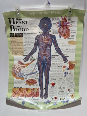 Anatomical Models & Charts - Chart Anatomical Chart Company