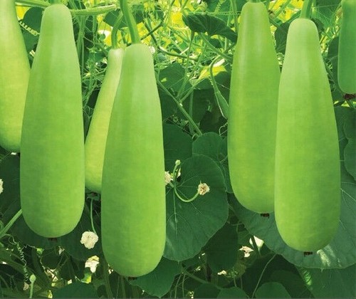 UK Gardener Hybrid Bottle Gourd Zucca LAUKI Dudhi Bangladeshi Kodu Lau ...