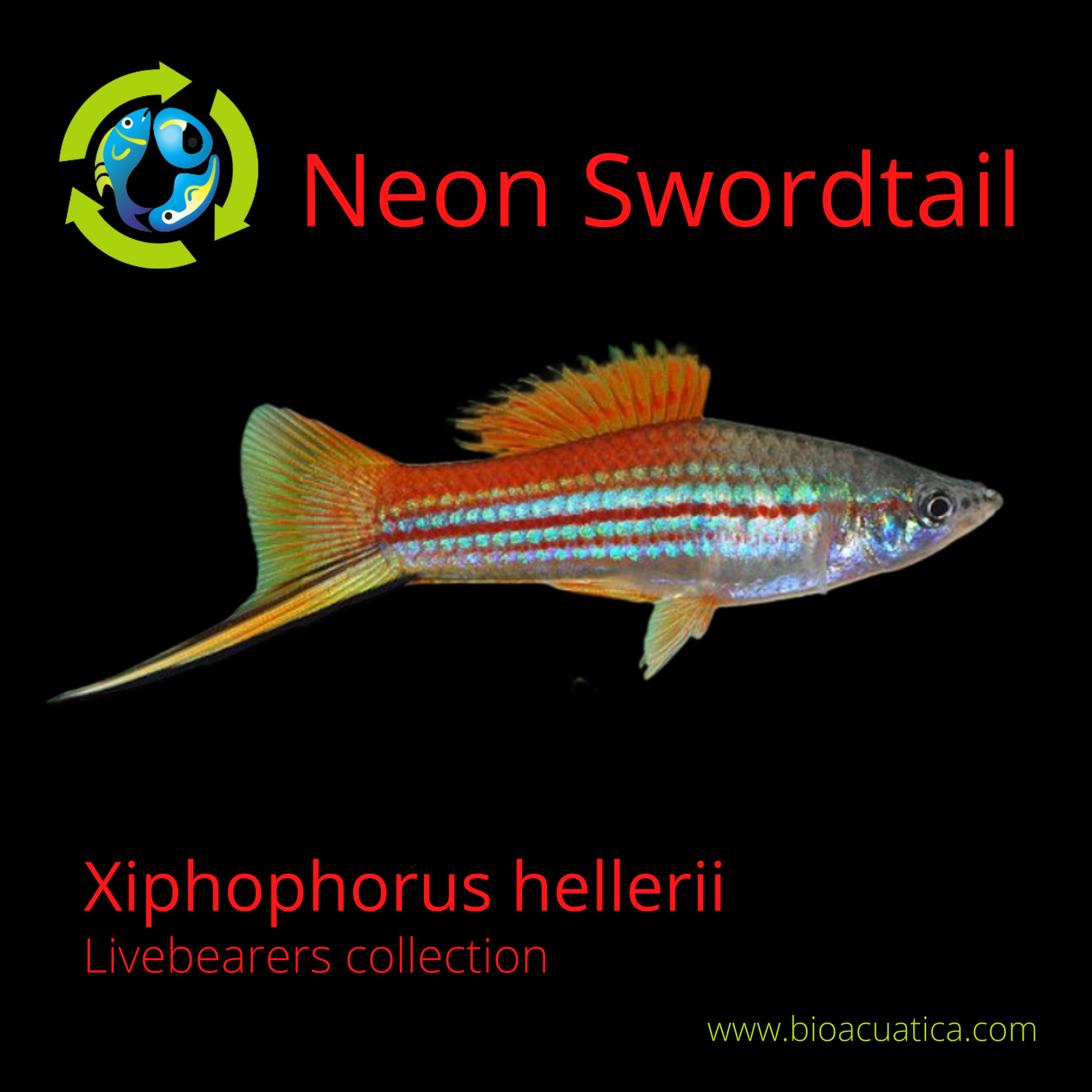 Lemom Swordtail Fish