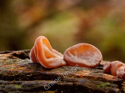 Photo 6x4 Ear Fungi [Hirneloa Auricula Judae] Rainhill Stoops Located ...