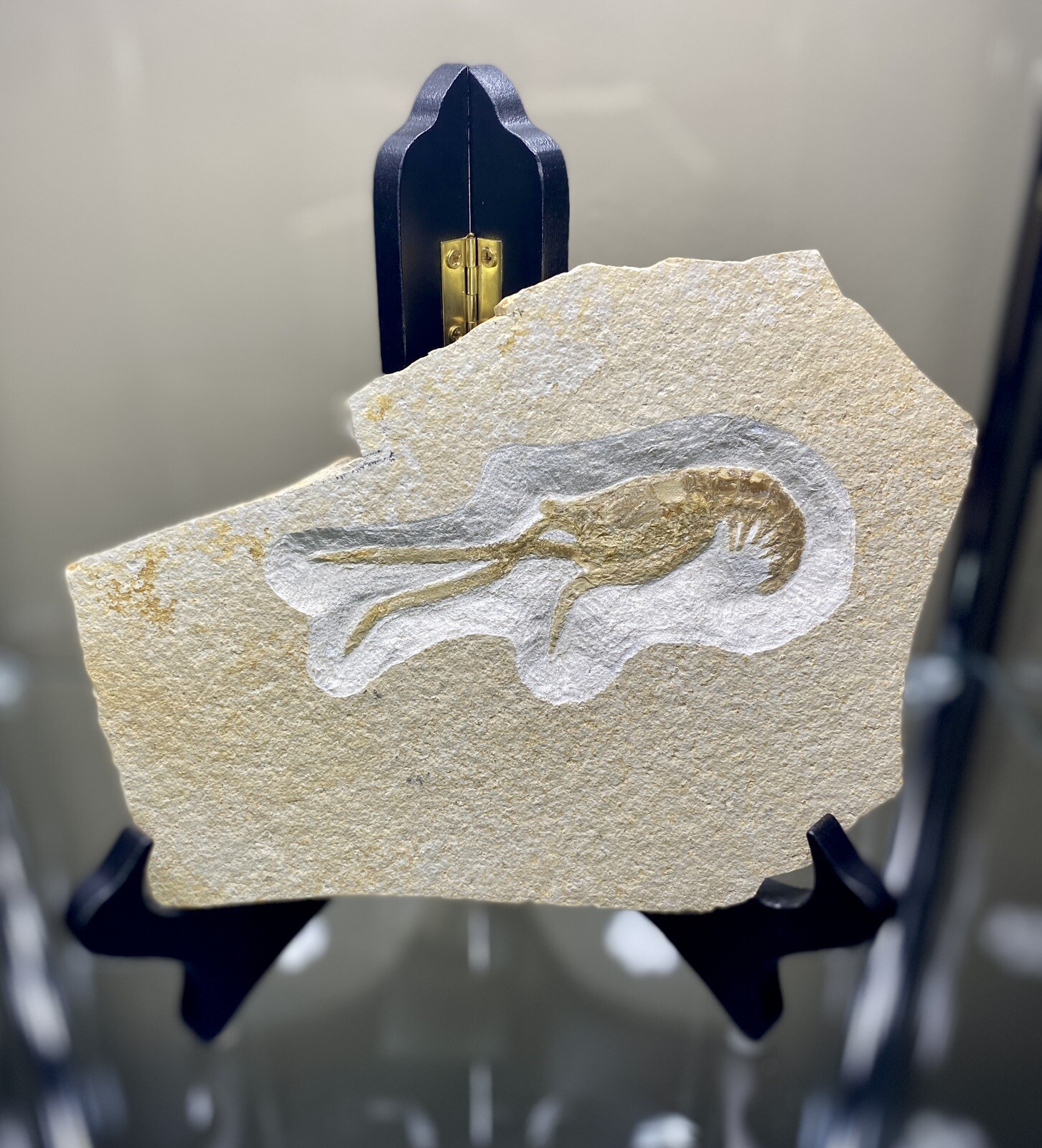 LARGE Jurassic Shrimp Fossil Mecochirus Longimanatus Solnhofen ...