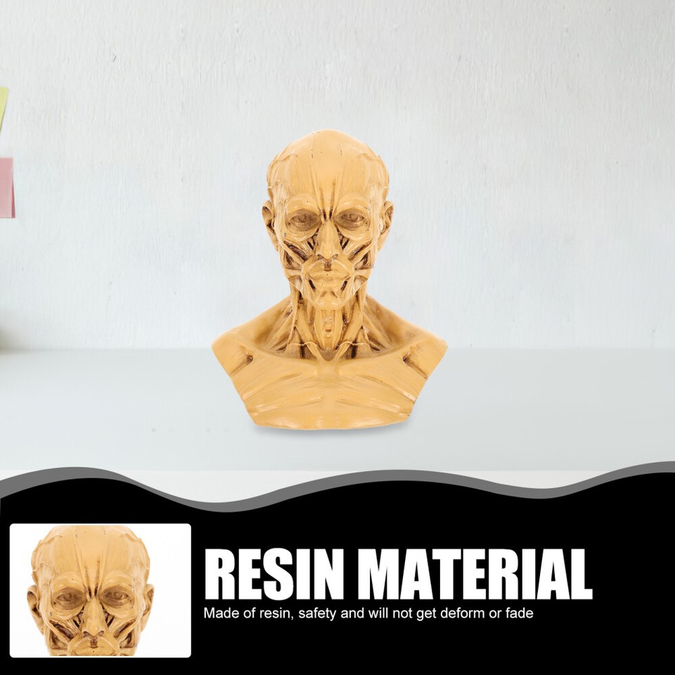 Half- Length Skull Decorations Half Human Statue Anatomy Figure | eBay