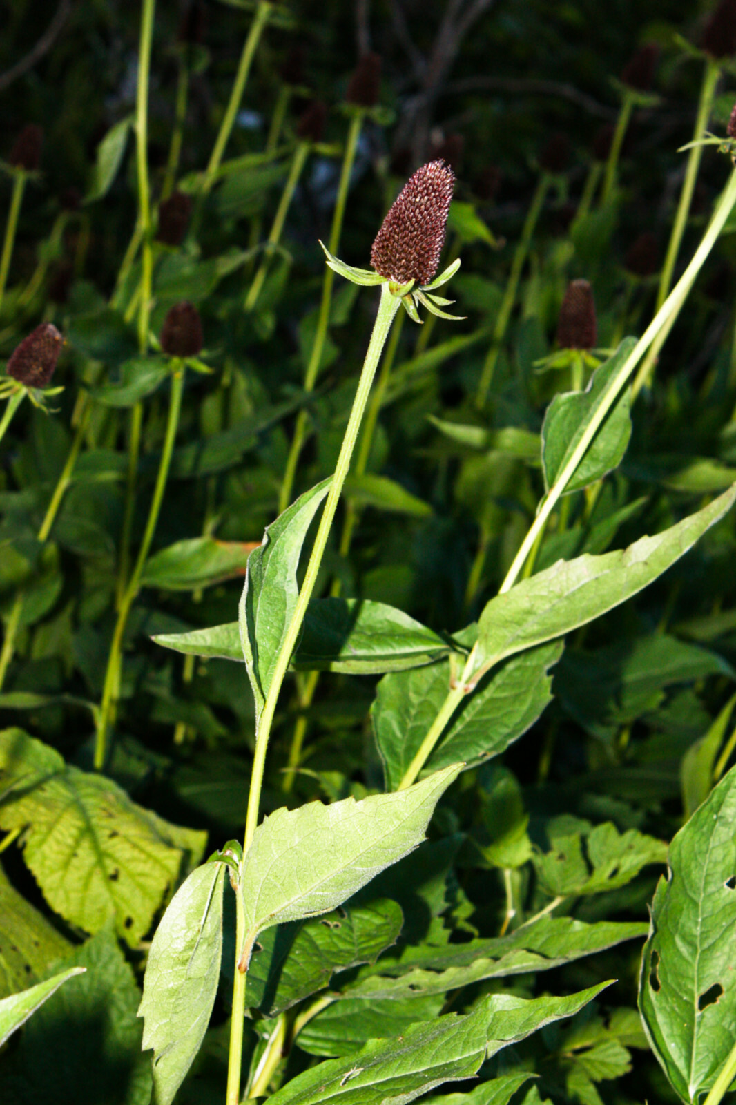 30 WESTERN CONEFLOWER Rudbeckia Occidentalis Green Wizard Black Flower ...
