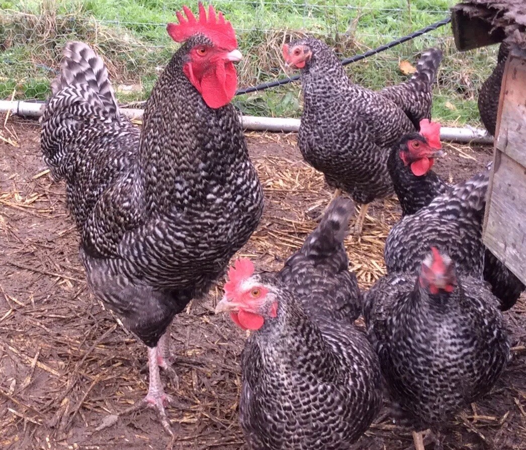 Cuckoo Maran Chicken Murray McMurray Hatchery Cuckoo Marans