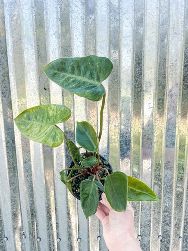 #7 RARE * PHILODENDRON Billietiae X El Chaco Red Hybrid 4” Pot | eBay