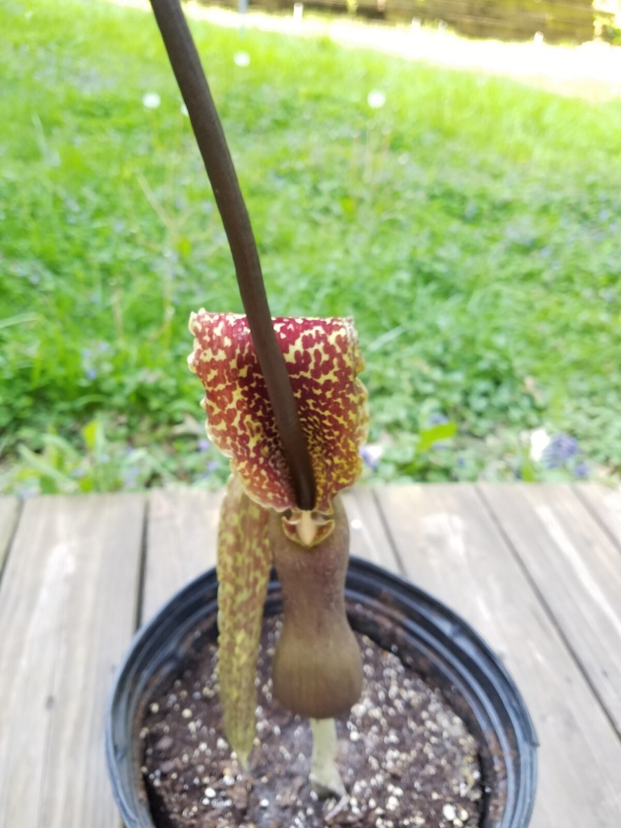 Types Of Voodoo Lily