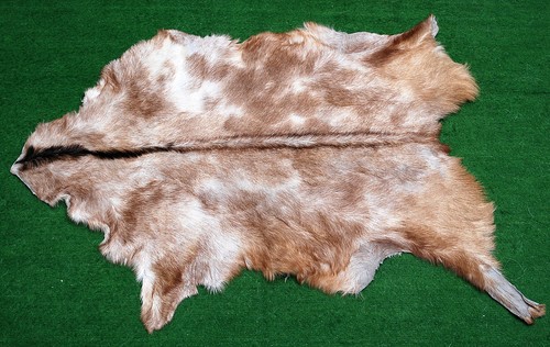 GOAT Western taxidermy Hide Rug Natural Pattern Fur Goat Hide Rode SA ...