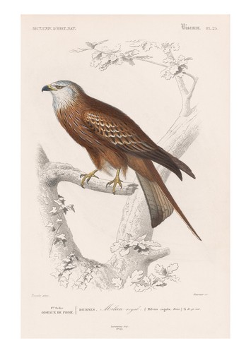 Victorian Red Kite Bird Illustration Antique Vintage Print | eBay UK