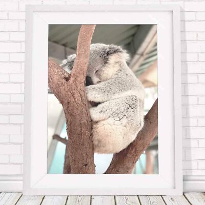 Koala - Australian Native Poster Picture Print Sizes A5 to A0 **FREE ...