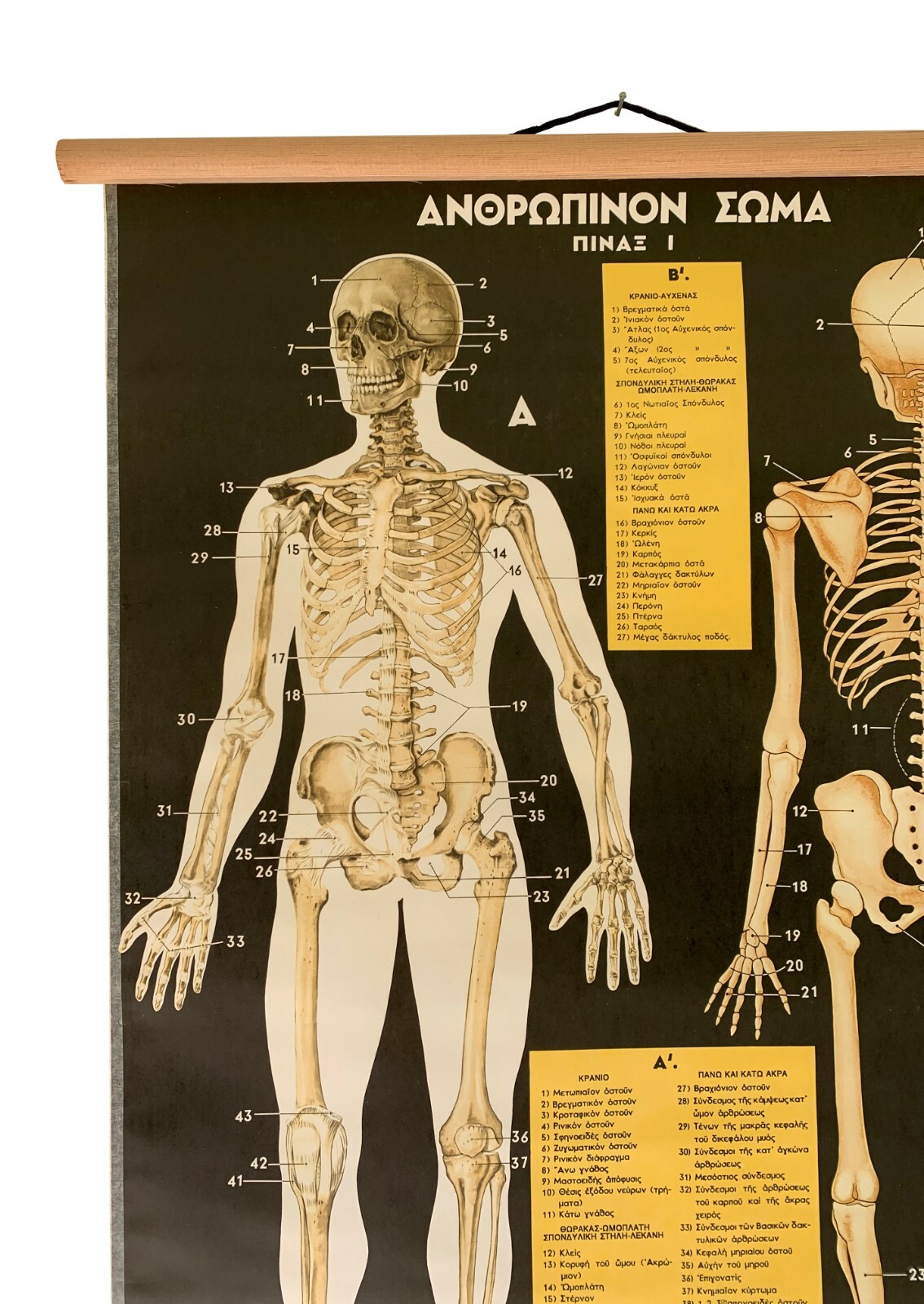Authentic Vintage Anatomy Pull Down Chart, Rare Medical School Chart ...