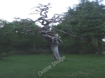 Photo 6x4 Grotesque tree in Whitehaven Cemetery Whitehaven/NX9718 c2009 ...