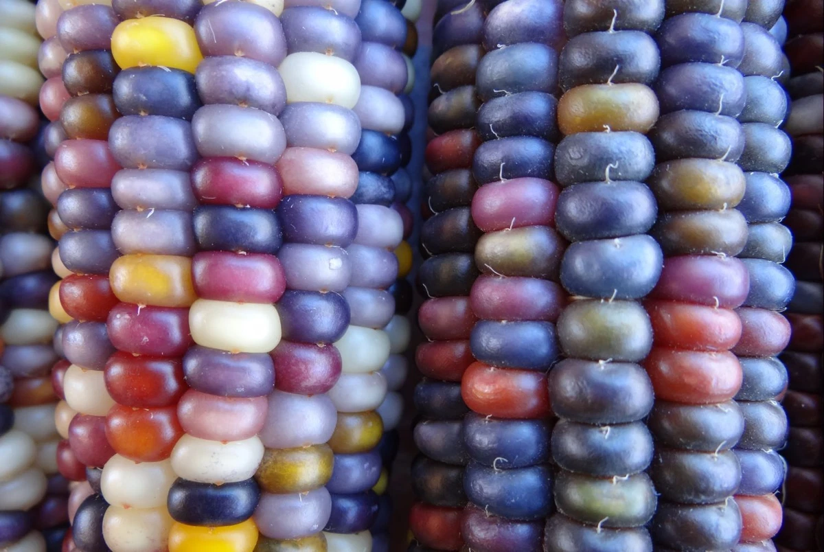 Indian Corn Heirloom Seeds