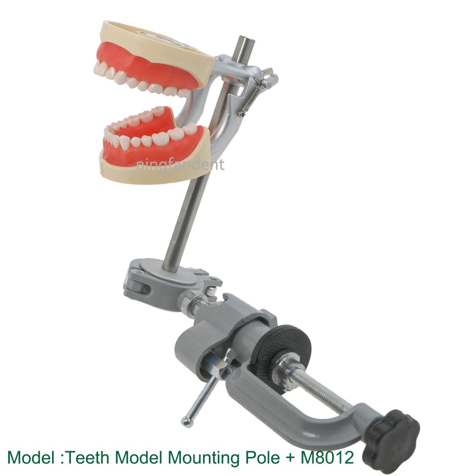 US Dental Typodont Model With Mounting Pole Fit Kilgore Nissin 200 ...