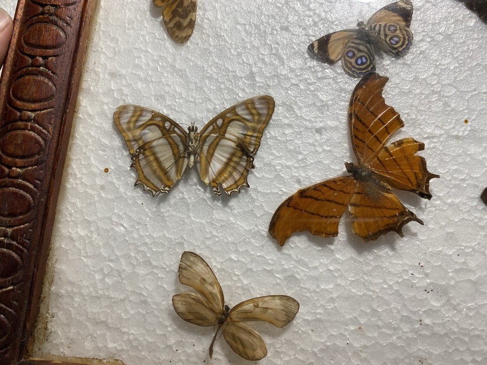 REAL Taxidermy Butterfly Insect Specimen Case | eBay