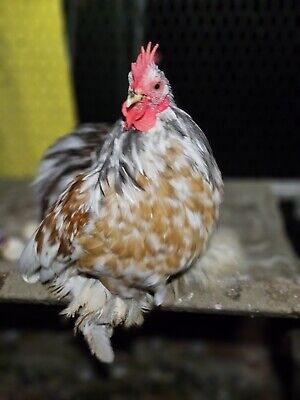 Bantam Cochin eggs From SHOW Stock! Color Pack. Possibly Frizzled | eBay