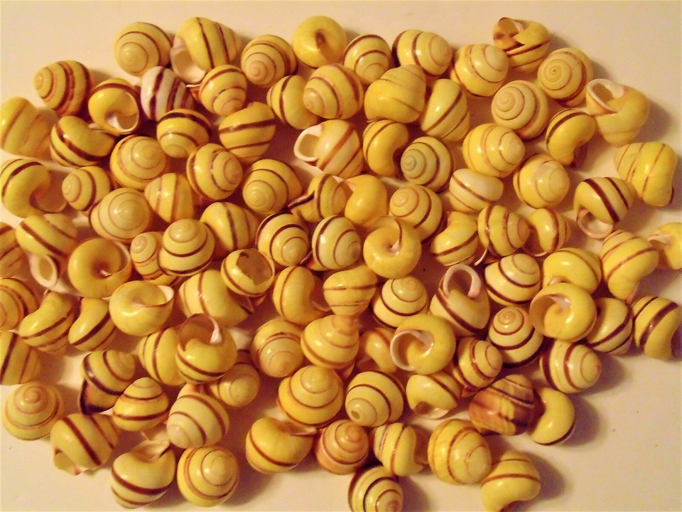 ONE HUNDRED (100) 1/2 to 1" YELLOW SNAIL SHELLS with RED STRIPE CRAFT ...