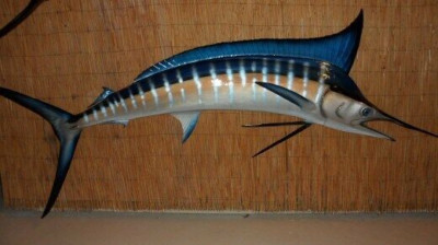 Taxidermy - Marlin Mount