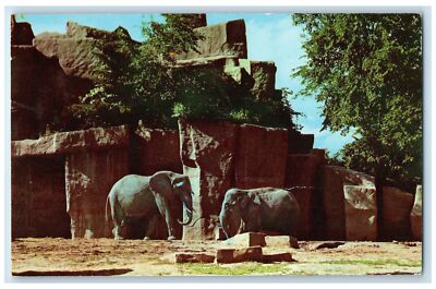 c1950's Elephants In Chicago Zoological Park Brookfield Illinois IL ...