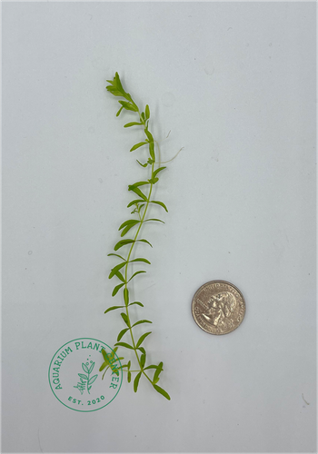 Hemianthus micranthemoides,Pearl Weed,Live AquariumForeground ...