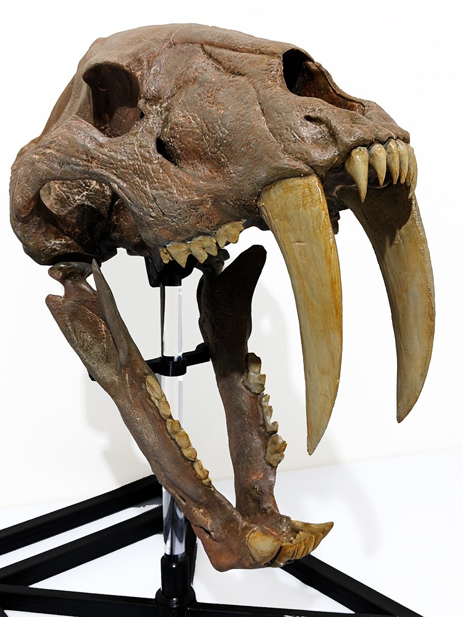 Machairodus saber-tooth cat skull, life-size replica with stand | eBay