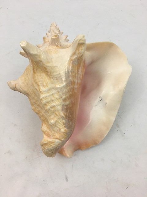 Large Queen Conch Sea Shell 7.5” Long, Natural Nautical Decor Beautiful ...