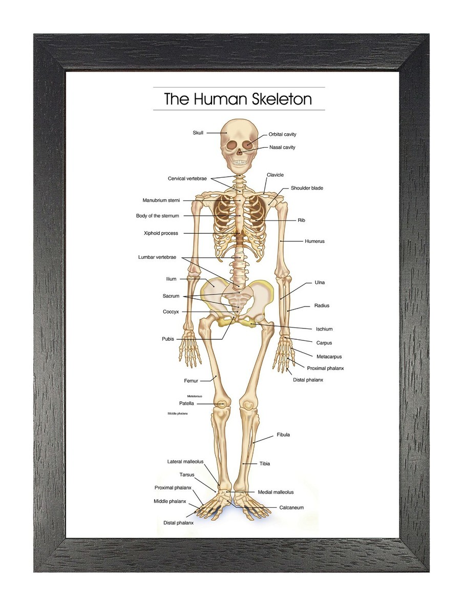 Skeleton Diagram For Kids Drawing