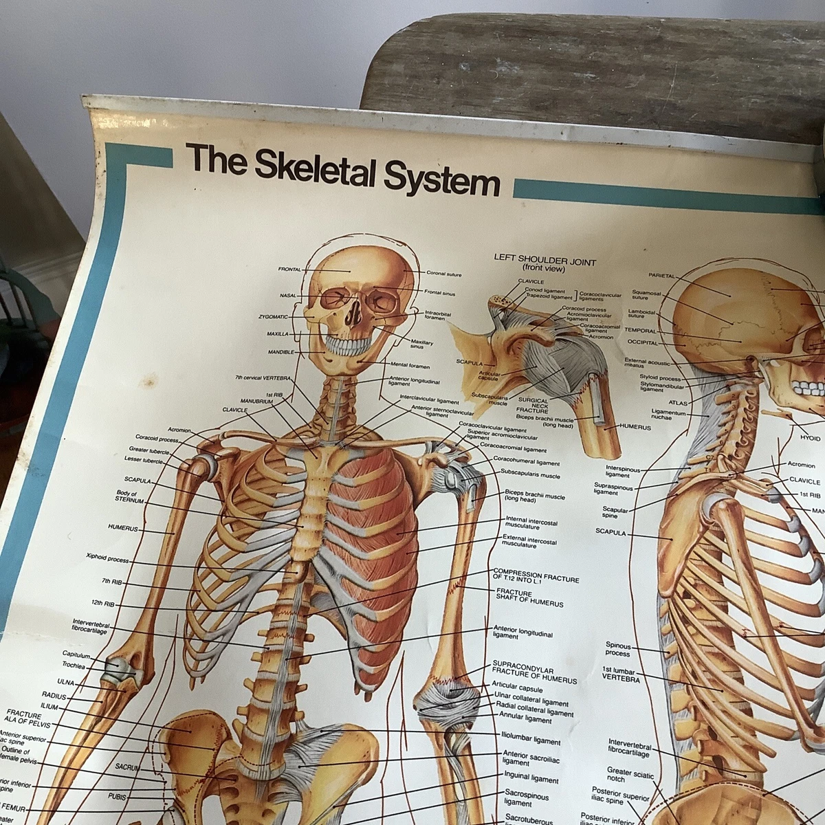 Vintage Medical Diagrams