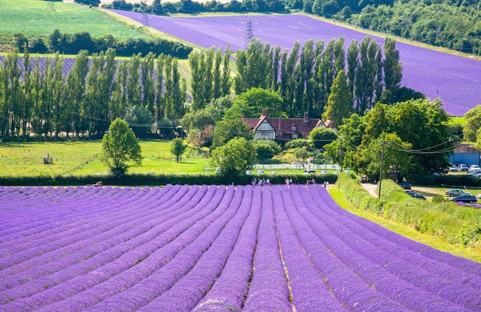 20 DWARF MUNSTEAD LAVENDER English Lavandula Angustifolia Flower Herb ...