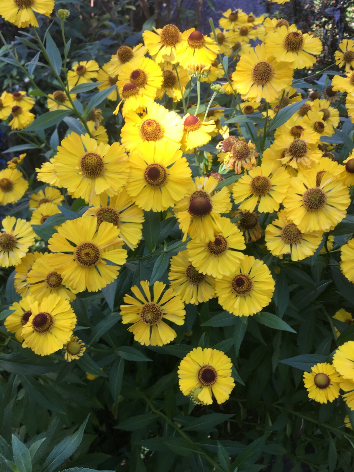 YELLOW HELENIUM SOMBRERO PERENNIAL FLOWER SEEDS COTTAGE GARDEN ...
