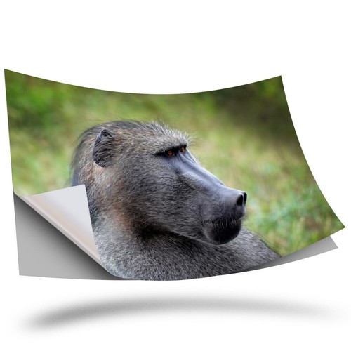 1 x Vinyl Sticker A3 - Wild Baboon Monkey #16478 | eBay
