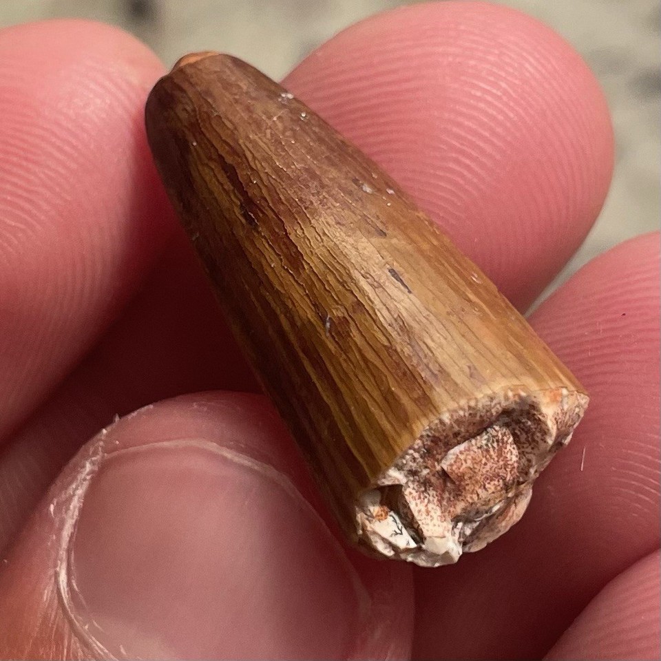 Dinosaur Tooth Real Fossil Spinosaurus Tooth Morocco 1.1” | eBay