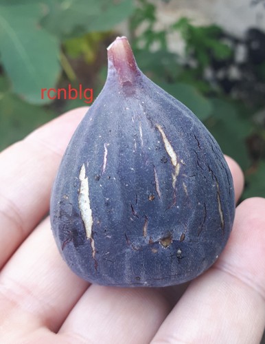 Verdone 2 fig cutting, excellent variety | eBay