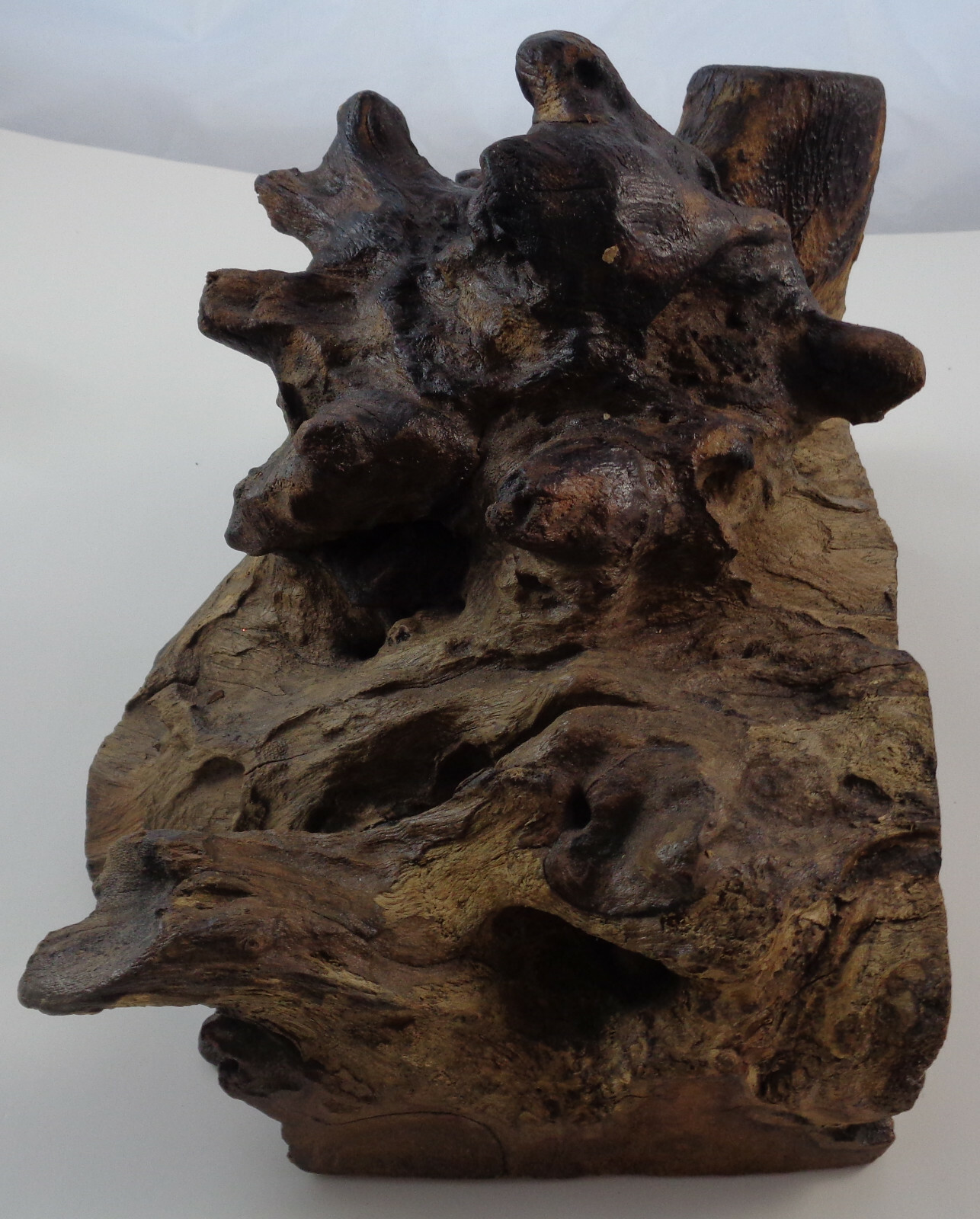 Gnarled burl (?) driftwood for beach display aquarium terrarium bookend ...
