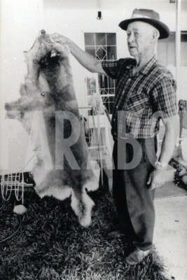 Vintage Press Photo Australia 1988, The Hunter Shows The Dingo Skin ...