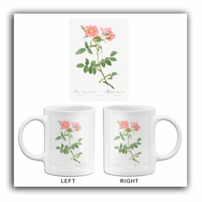 Rose Of Lady Monson - Rosa Collina Monsoniana - 1800's - Pierre Redoute ...