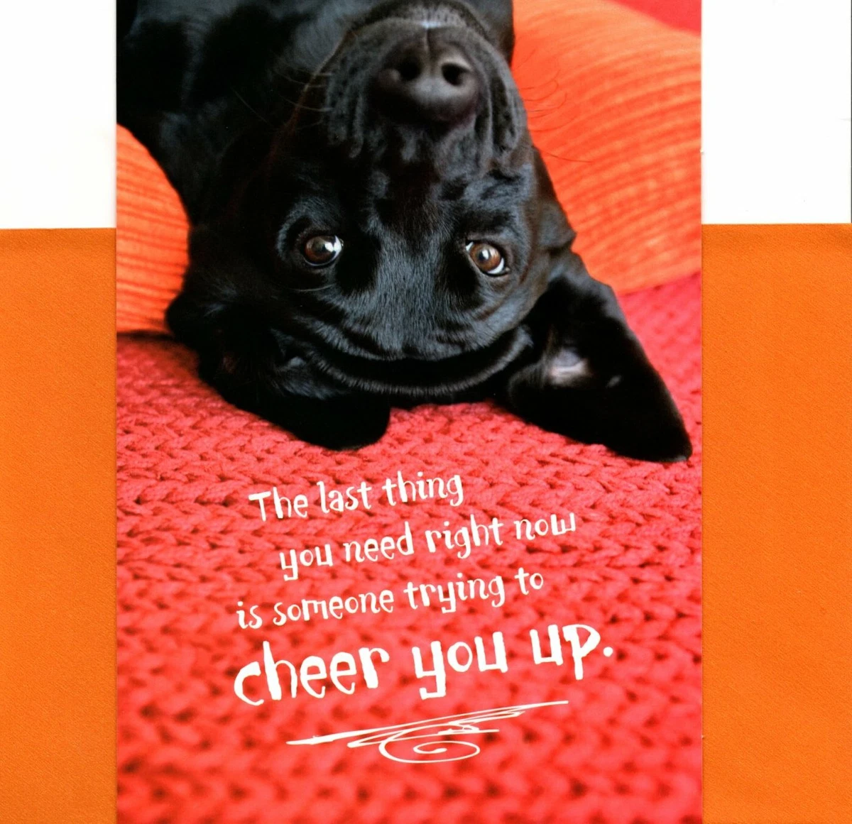 Funny Cheer You Up Pictures