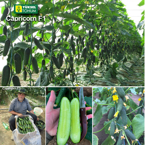 Gurkensamen Capricorn F1 Samen Einlegegurken Saatgut Семена Каприкорн F1 10S | eBay.de