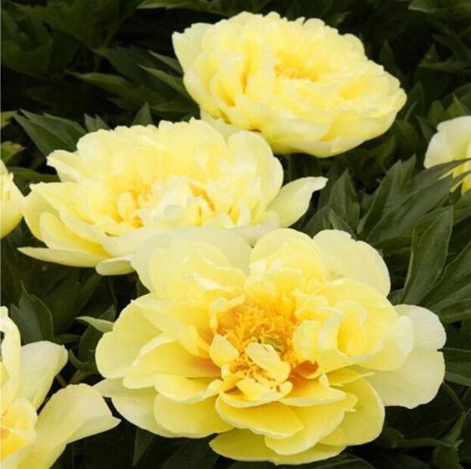 20 EXOTIC RARE PEONY SEEDS for garden flower beds plant bush USA SELLER ...