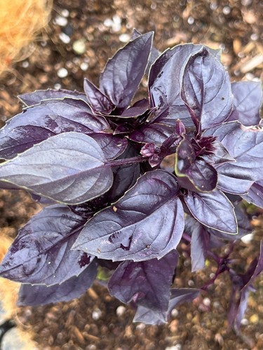 Dark Purple Opal Basil Seeds | Heirloom | Organic | Herb | eBay