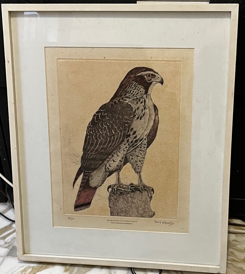 Tony Evora etching of Guaraguao de Puerto Rico | eBay