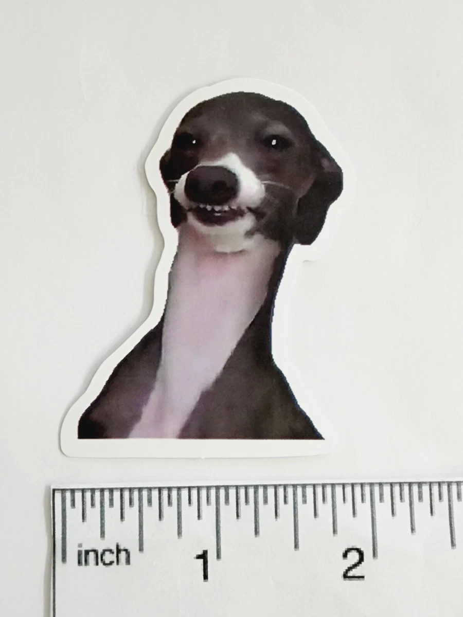 Funny Smiling Dogs Meme