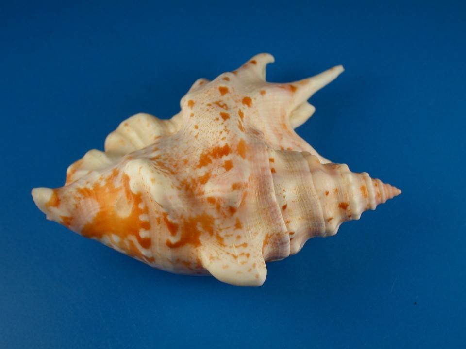 Strombus taurus, Excellent Pattern, Heavy Shell, 82.4mm, Guam Shell | eBay