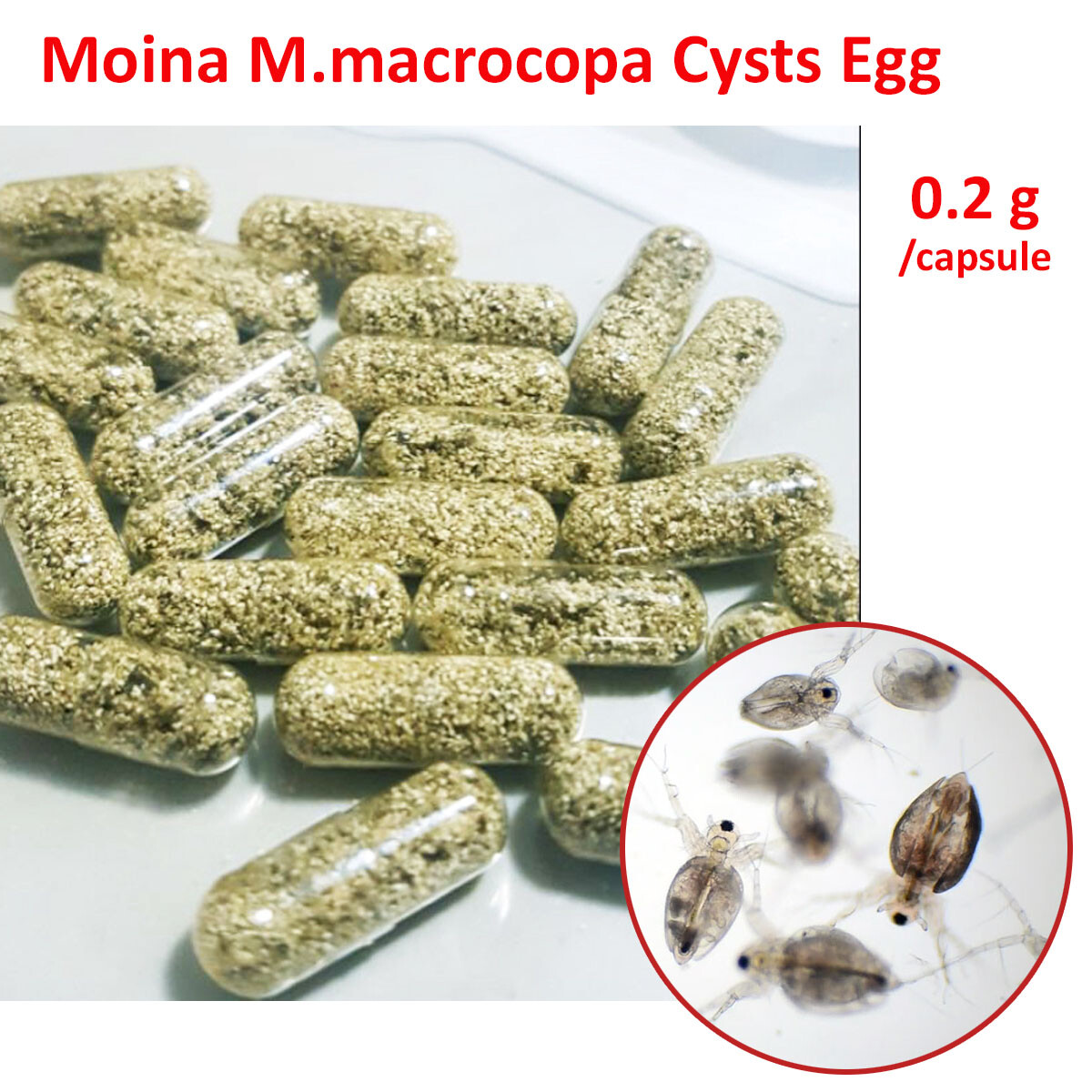 Egg Capsules