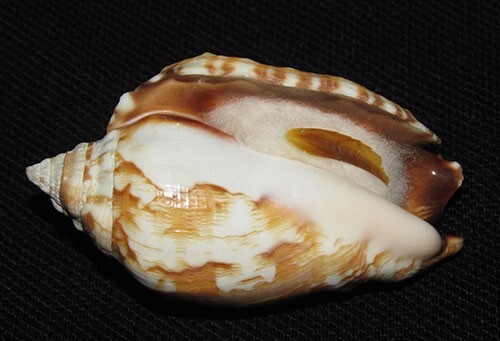 57 mm DARK Strombus Pipus Conch with Operculum Seashell Phuket Thailand ...