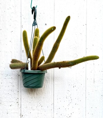 6" Monkey Tail Cactus | Hildewintera Hanging Pot #7 | eBay