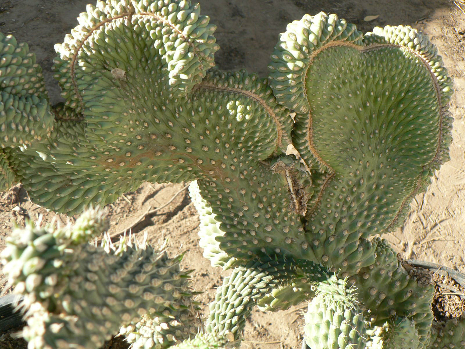 BOXING GLOVE CACTUS PLANT HEALTHY 5 CUTTINGS 3" - 8" IN LENGTH | eBay