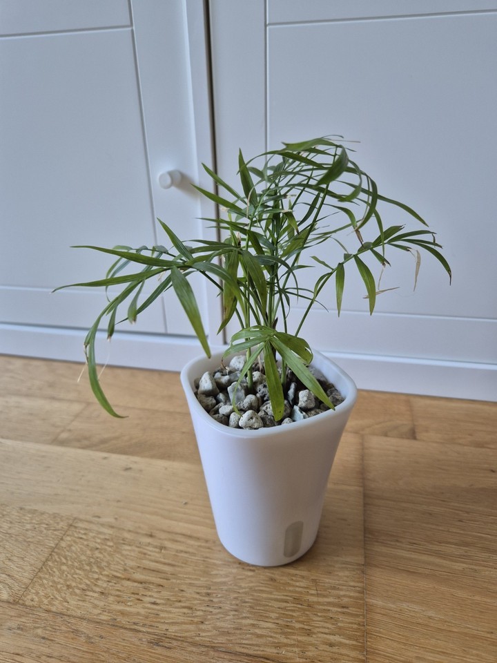 Chamaedorea elegans Bergpalme Pflanze in Hydrokultur Mineralisches ...