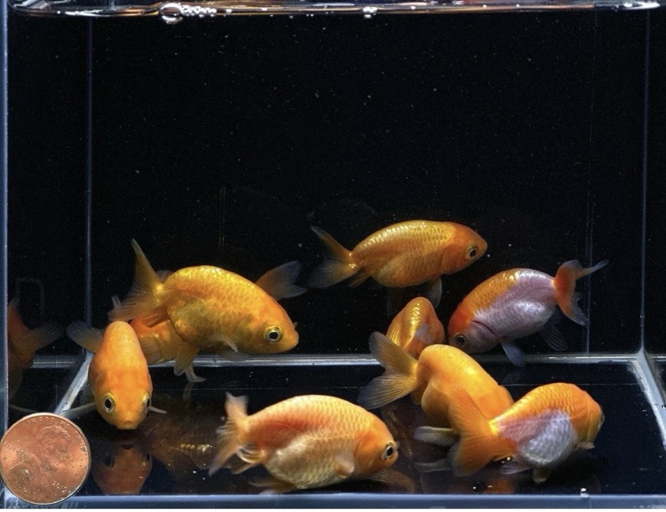 3 Assorted Ranchu Goldfish - 2" | eBay